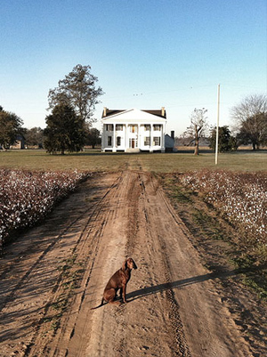 The Burrus House – Pages of Past